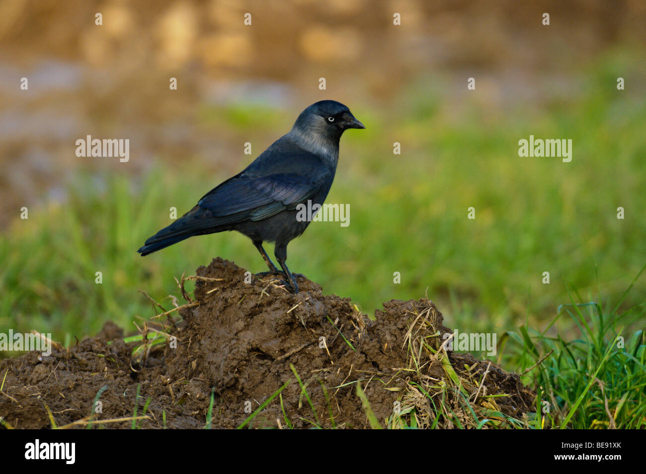 Kauw; Western Jackdaw; Corvus monedula Stock Photo - Alamy