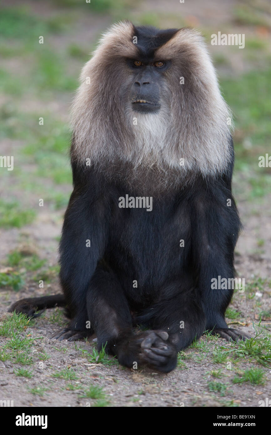 Lion-tailed Macaque - Macaca silenus Stock Photo - Alamy