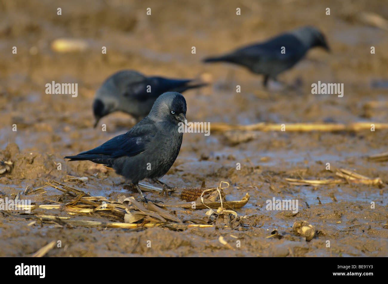 Kauw hi-res stock photography and images - Alamy