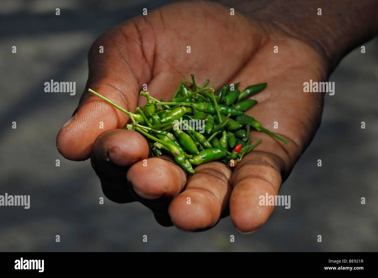 Sakay green peppers, very spicy condiment, Madagascar, Africa Stock ...