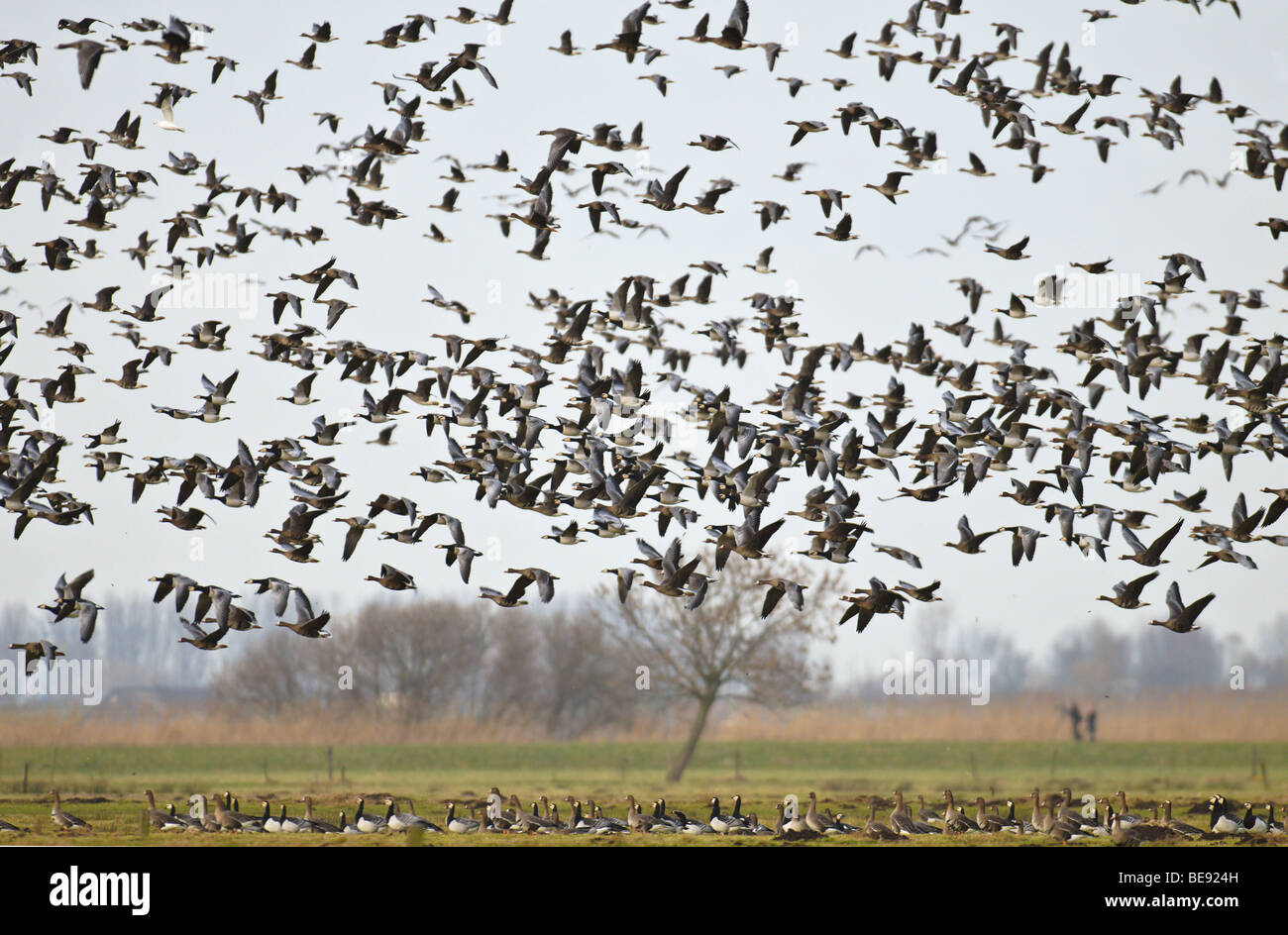 Kolgans;Greater White-fronted Goose;Anser albifrons Stock Photo - Alamy