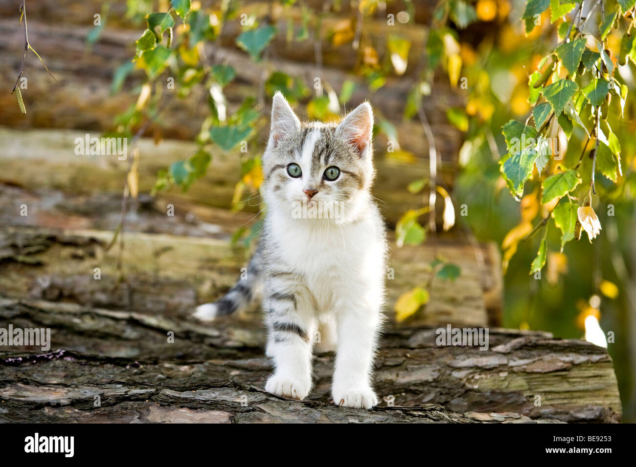 Domestic cat, kitten on a log Stock Photo - Alamy