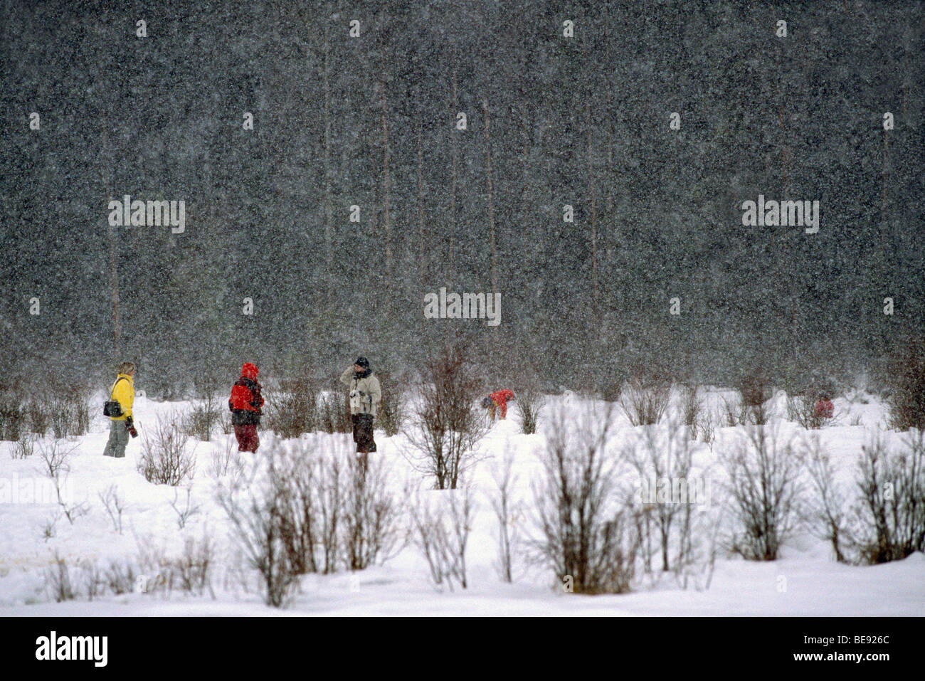 Winter Snowfall, Snow falling, snowing on People standing in Snow Storm ...