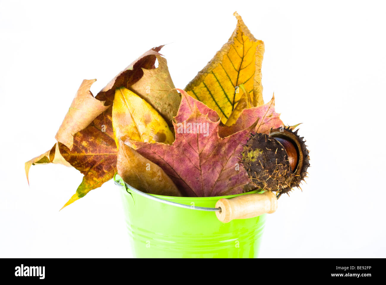 Variety of autumn leaves and chestnut arranged in a small bucket and ...