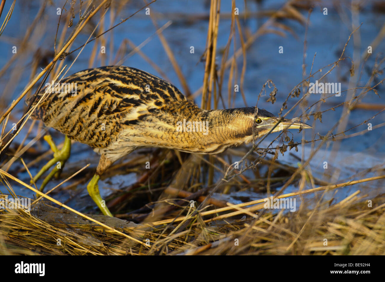 Roerdomp; Great Bittern; Botaurus stellaris Stock Photo - Alamy
