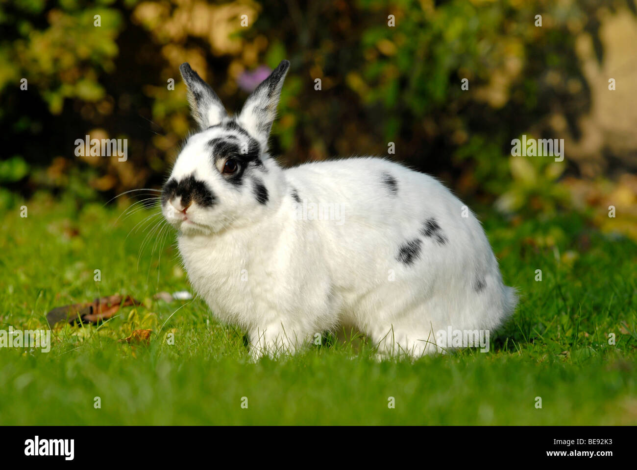 Young Dwarf Rabbit, pinto coloured, sitting on the lawn Stock Photo - Alamy