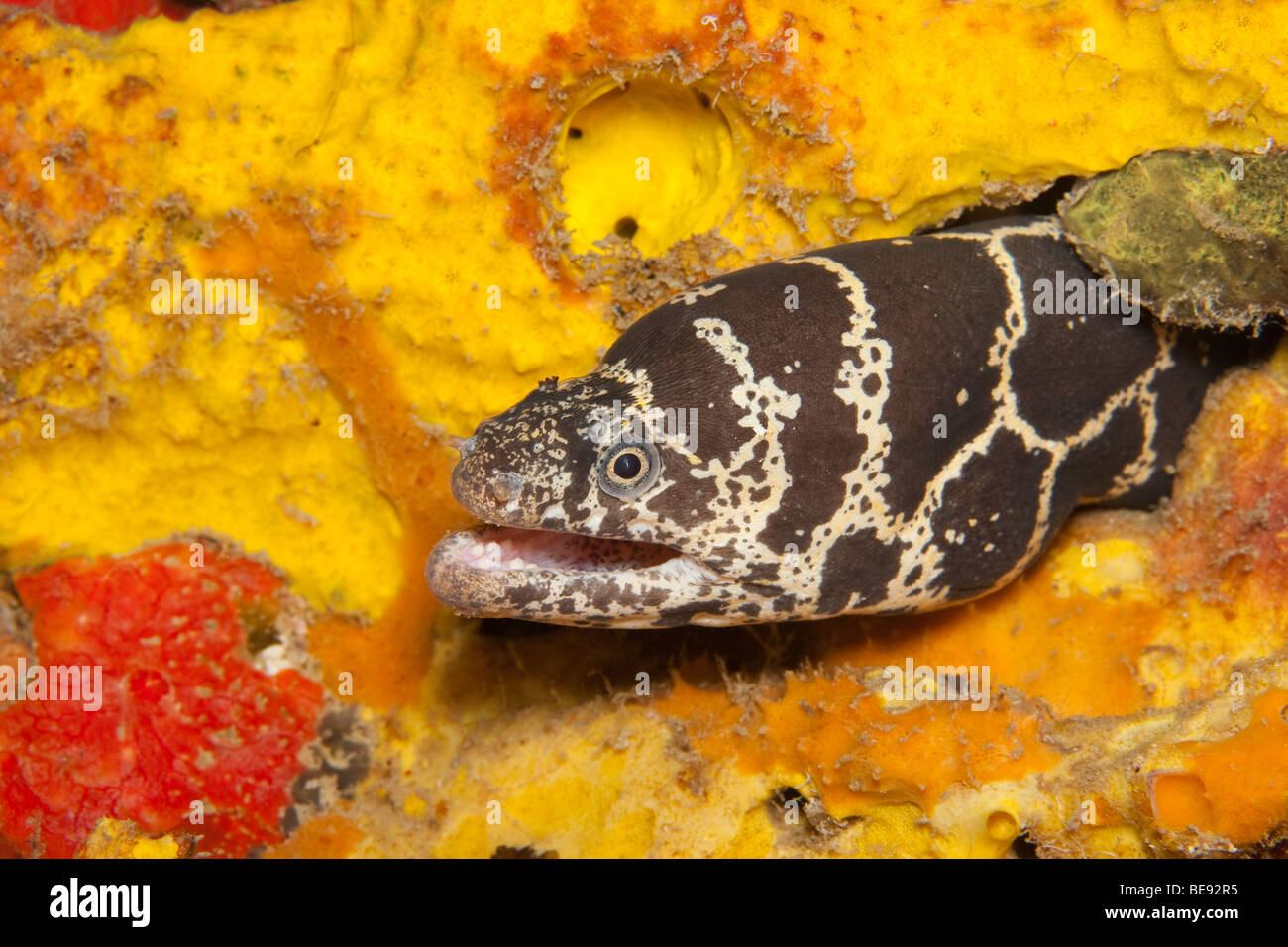 Chain Moray (Echidna catenata) emerging from Yellow Tube Sponge ...