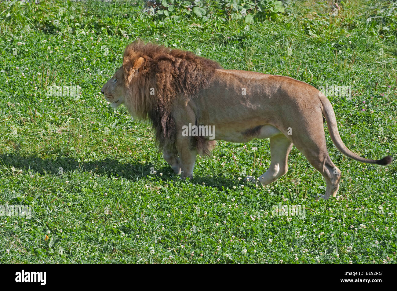 A male LIon in an animal park in Quebec Stock Photo - Alamy
