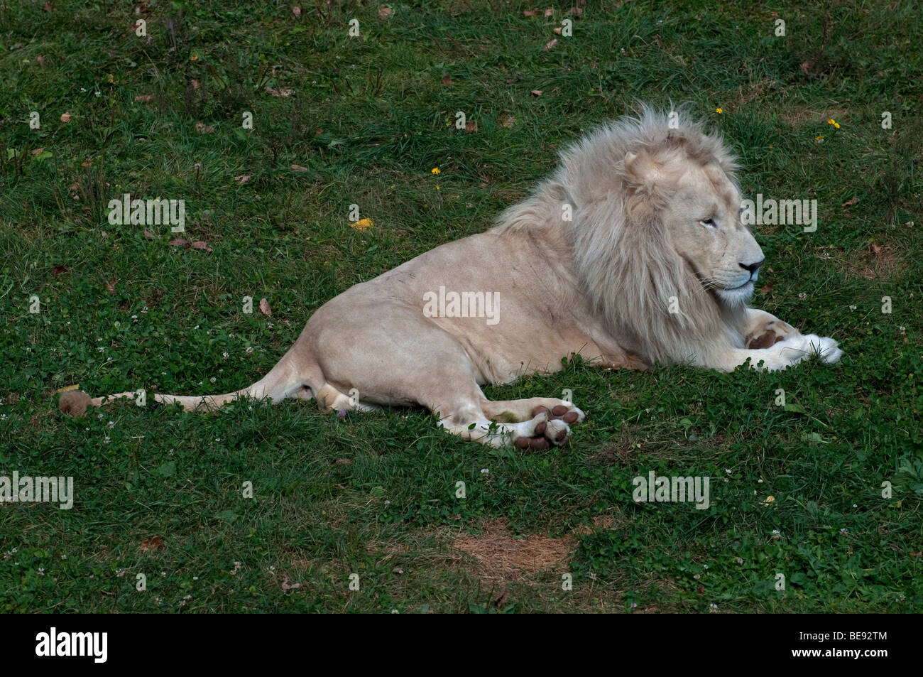 A male Lion at rest in an animal park in Quebec Stock Photo - Alamy