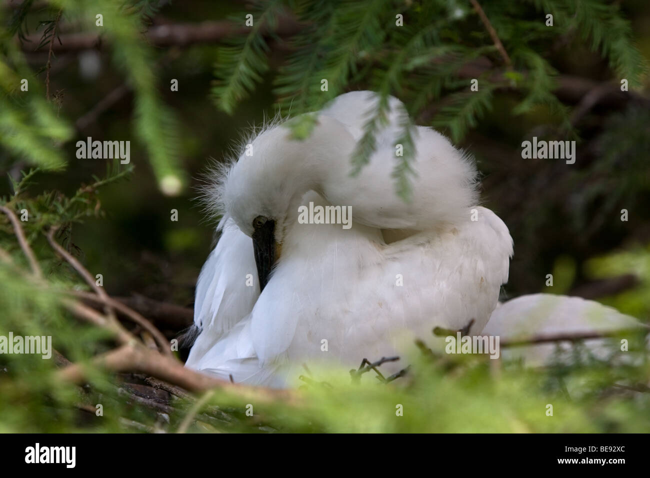 Little egret nest hi-res stock photography and images - Alamy