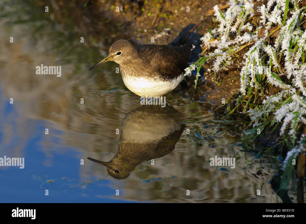 Witgat hi-res stock photography and images - Alamy