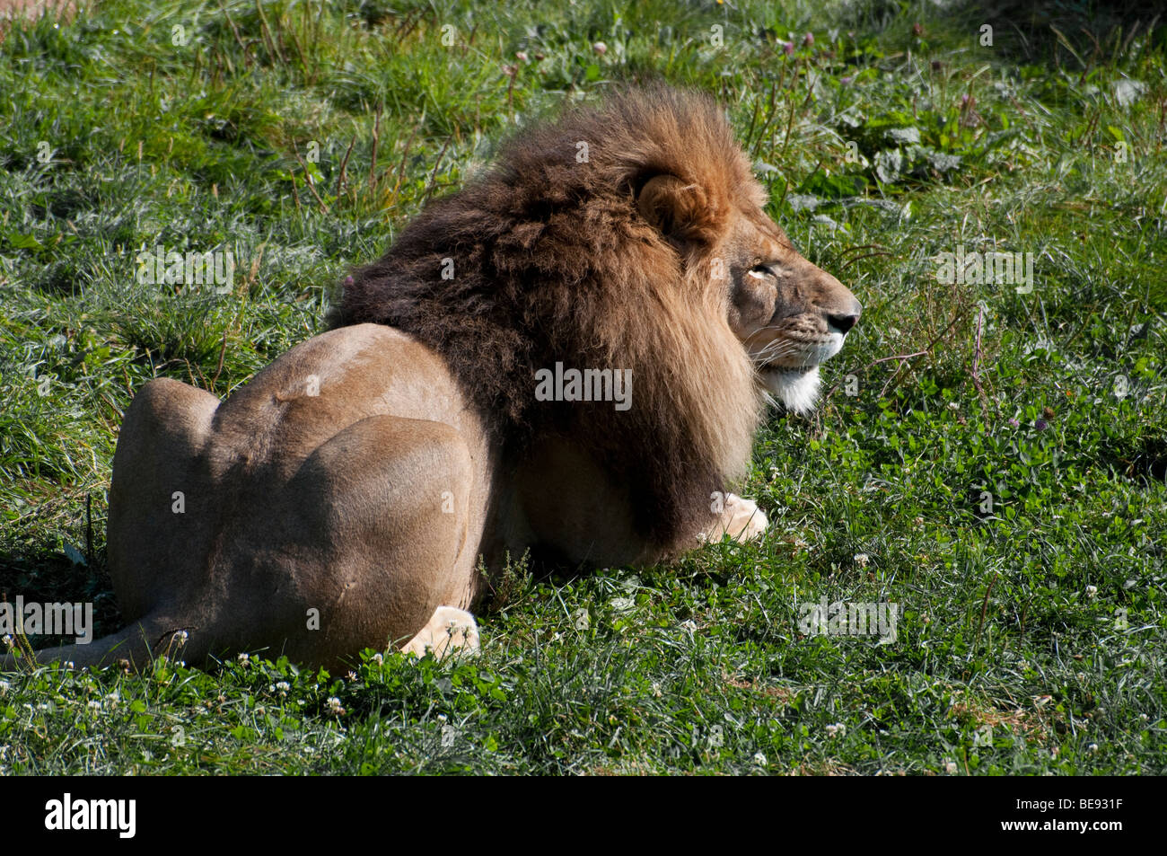 A male Lion at rest in an animal park in Quebec Stock Photo - Alamy