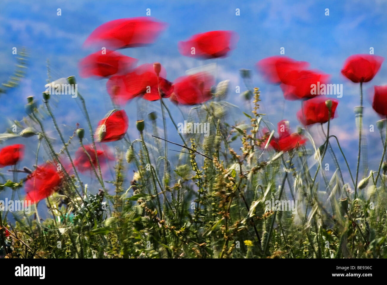 Rode klaprozen in beweging; Red Poppies in movement Stock Photo - Alamy