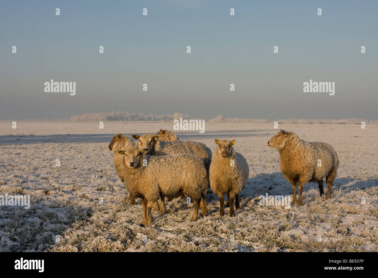 Schapen hi-res stock photography and images - Alamy