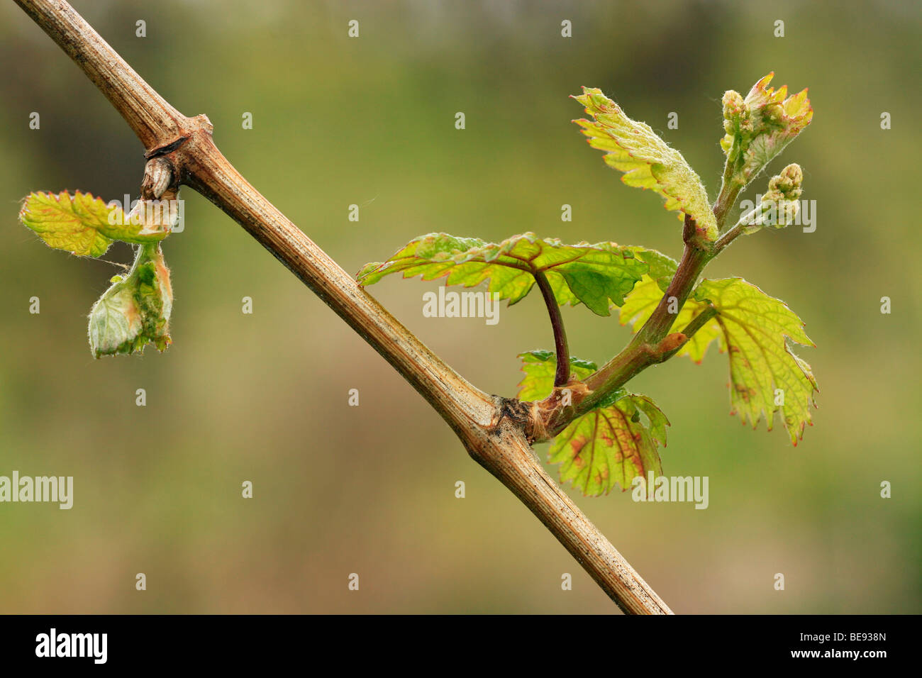 Grape vine young shoot hi-res stock photography and images - Alamy