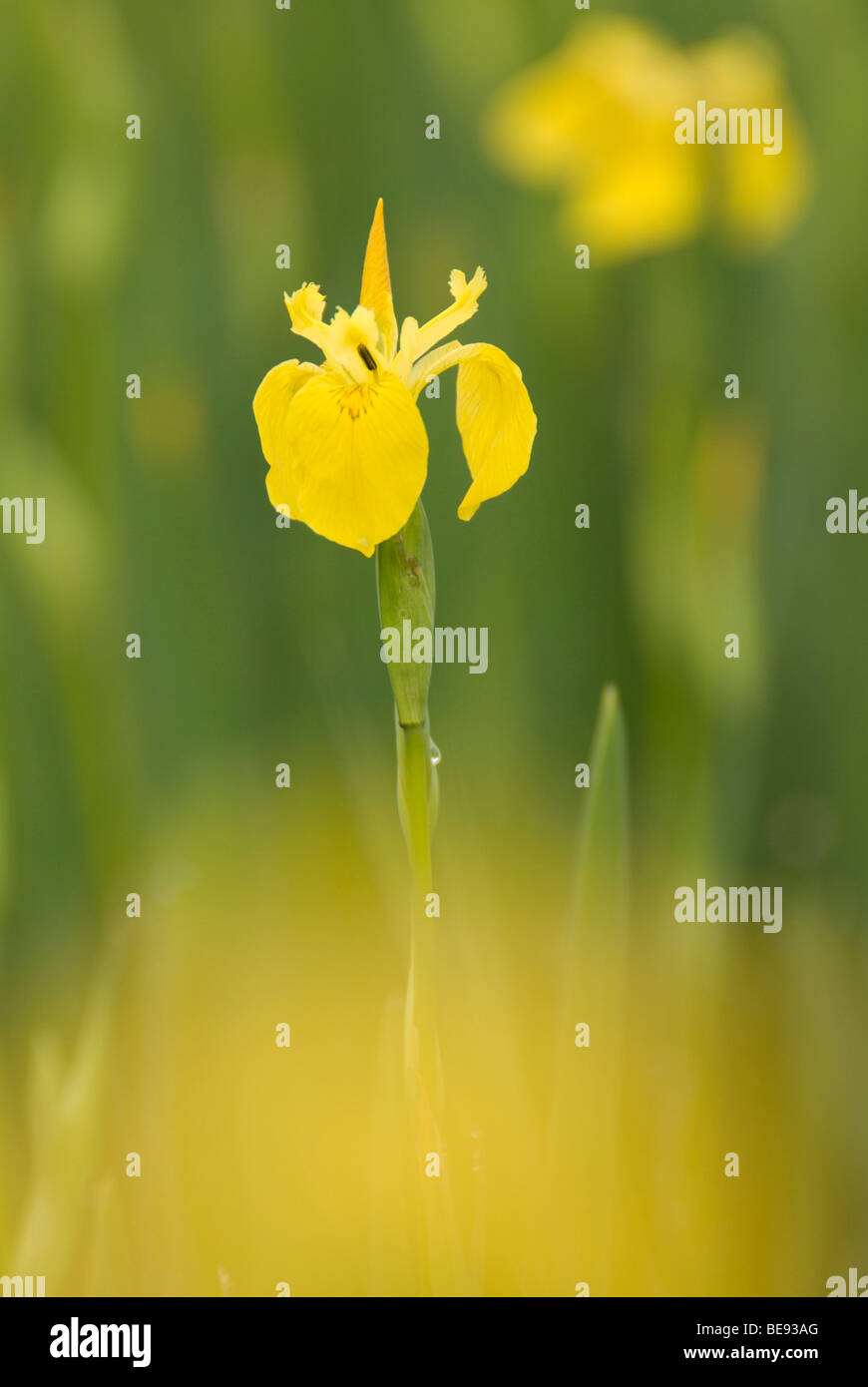 gele lis, Iris pseudacorus, yellow iris Stock Photo - Alamy