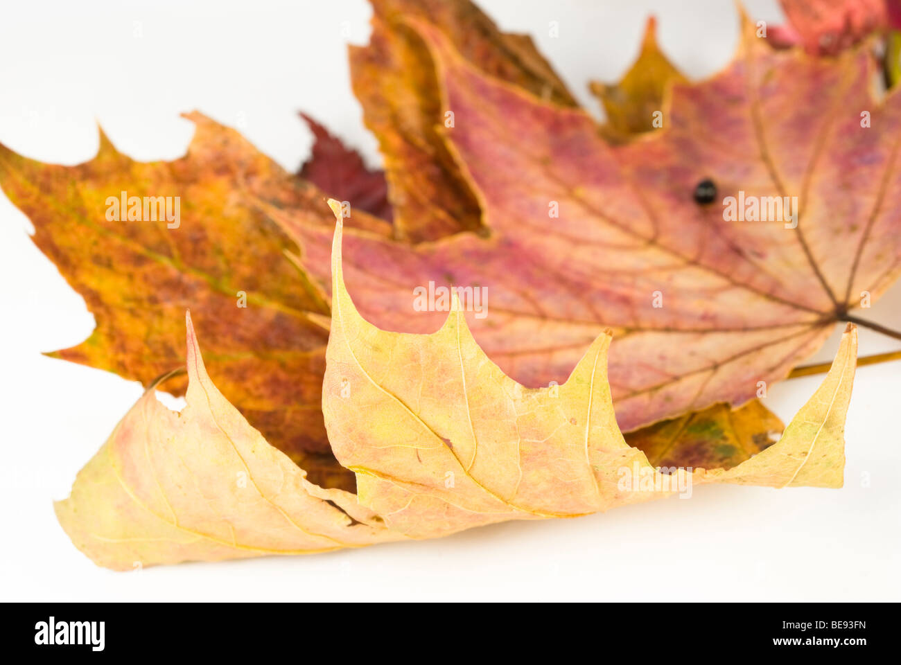 Maple leaves with focus on foreground isolated on white background ...