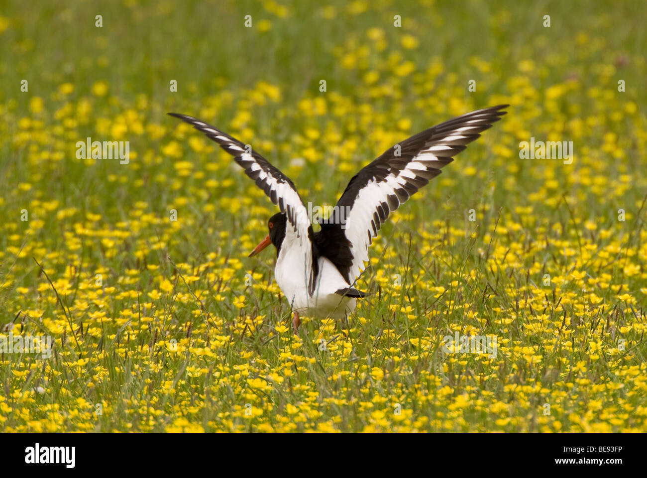 Scholekster hi-res stock photography and images - Alamy