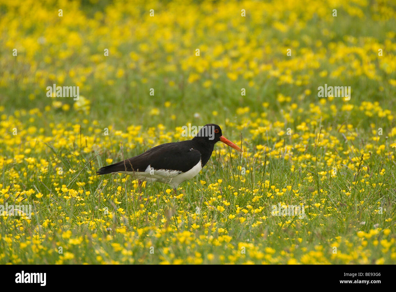 scholekster in veld met boterbloemen, oystercatcher in field of ...