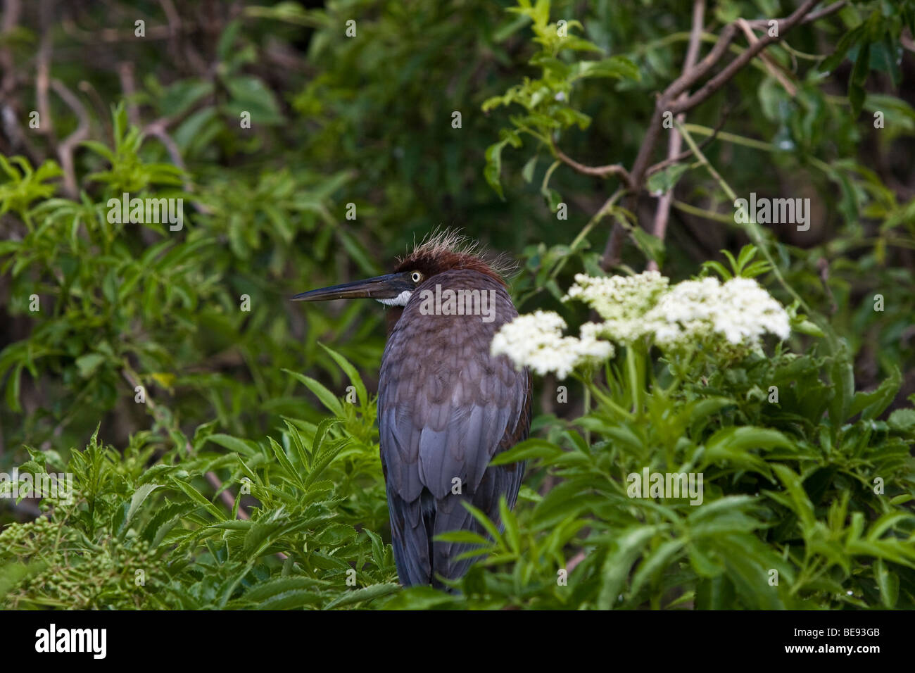 Can you see me Stock Photo - Alamy