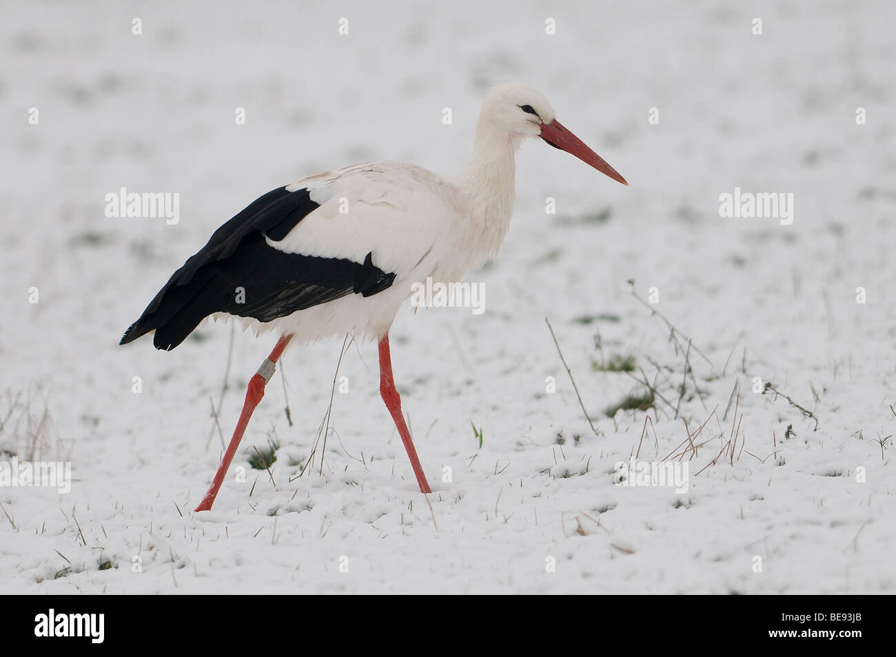 Ooievaar lopend in de sneeuw; White Stork in snow Stock Photo - Alamy