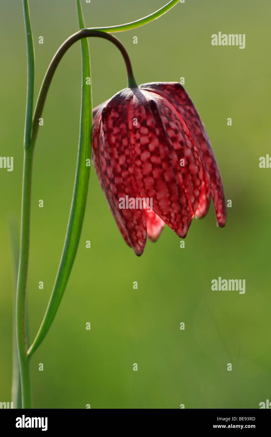 Red fritillaria hi-res stock photography and images - Alamy