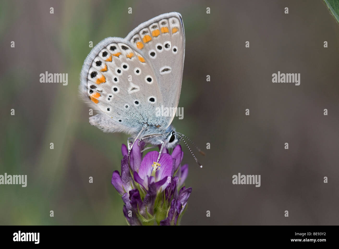 Zephyr blue butterfly hi-res stock photography and images - Alamy