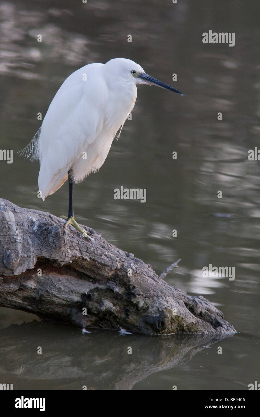 Zilverreiger hi-res stock photography and images - Alamy