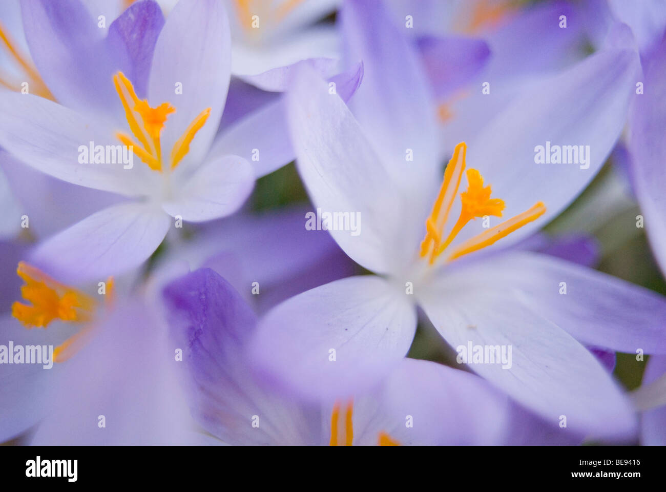 boerenkrokus; crocus tommasinianus; early crocus Stock Photo - Alamy