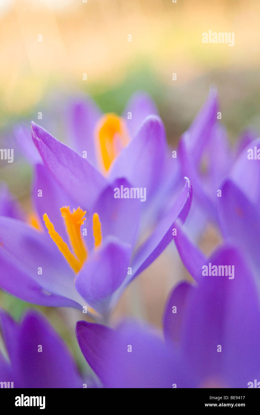 boerenkrokus; crocus tommasinianus; early crocus Stock Photo - Alamy