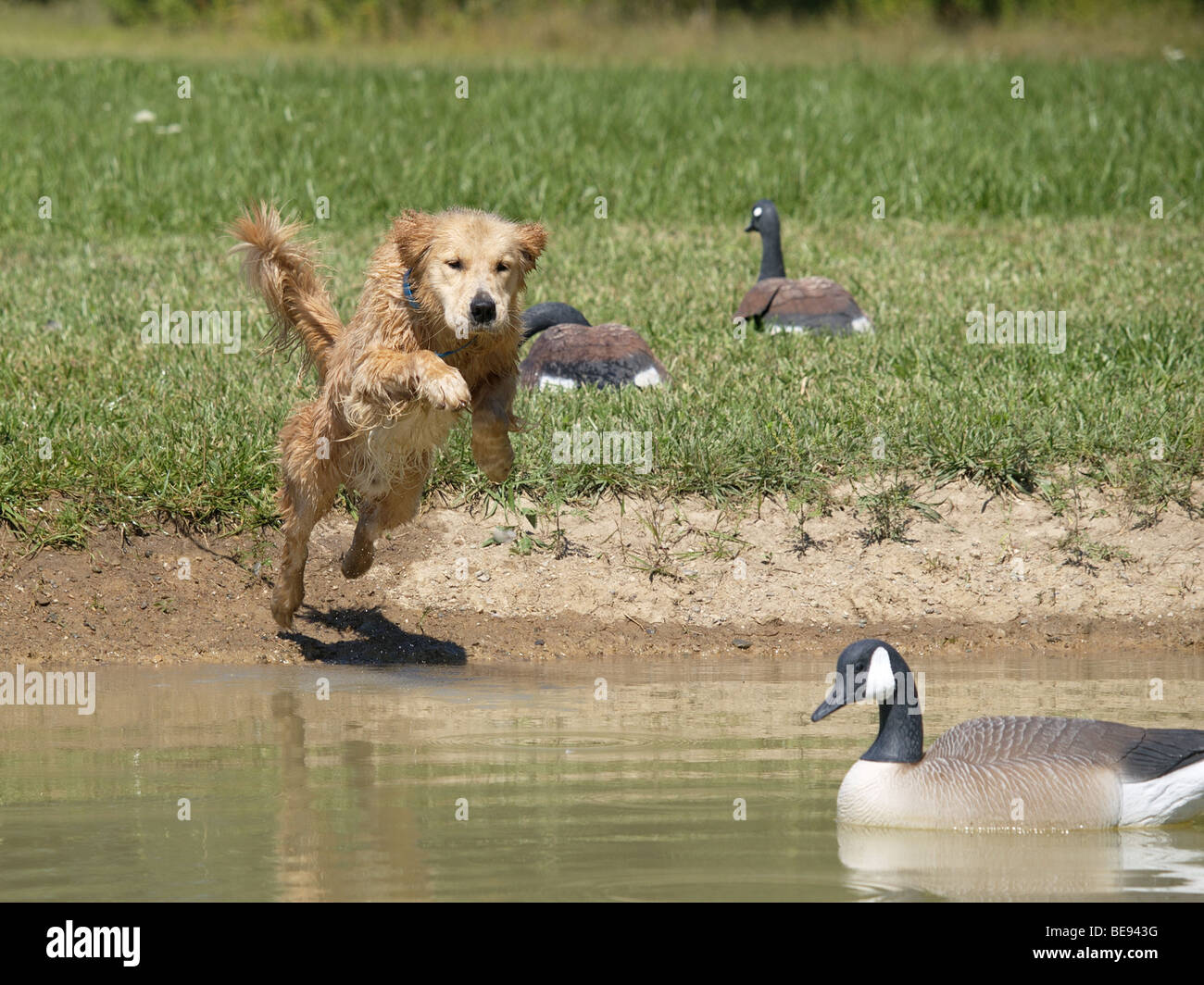 Golden Retriever leaping into the pond past decoys to retrieve a duck ...