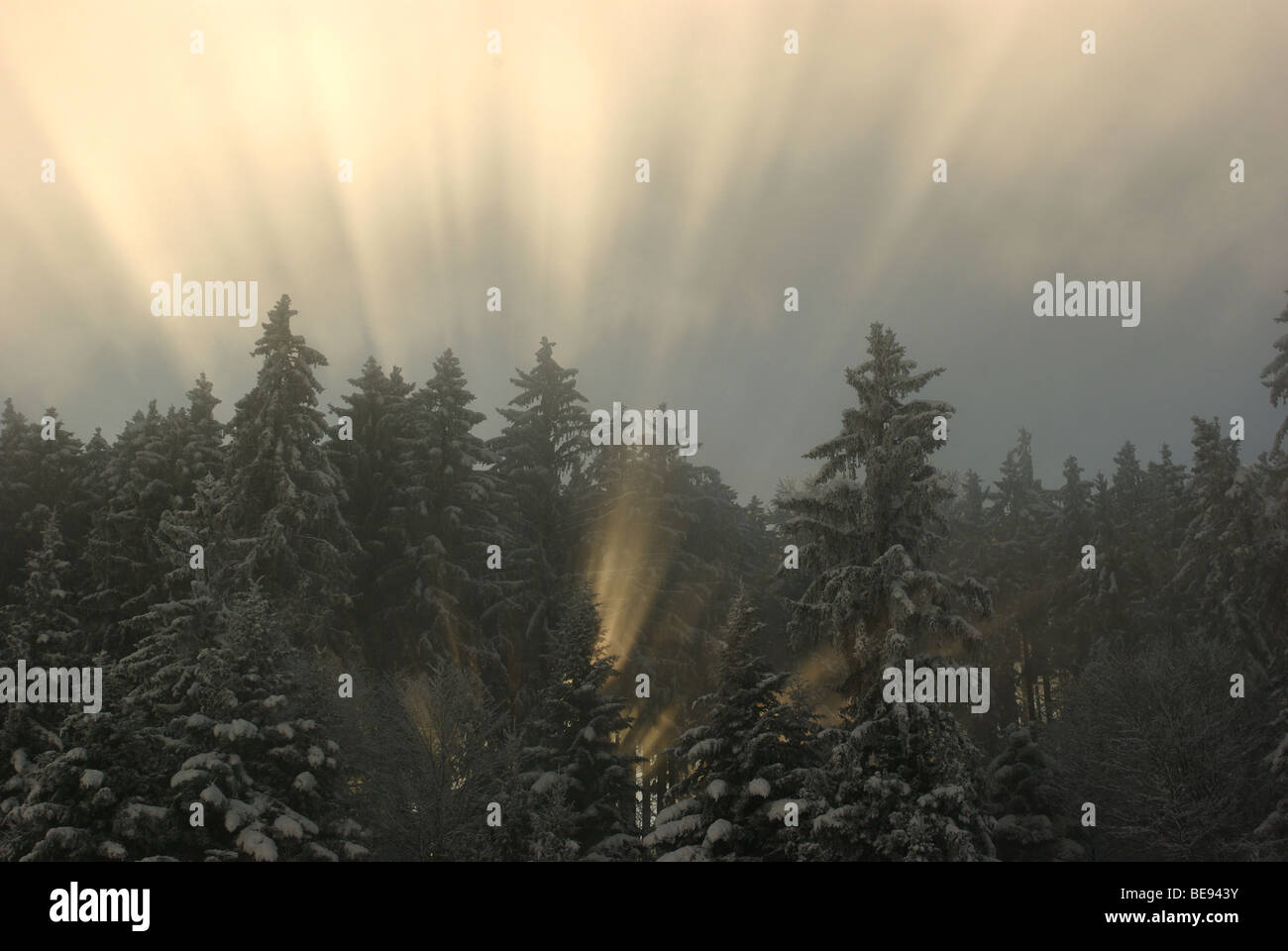 sunlight through pine trees Stock Photo - Alamy