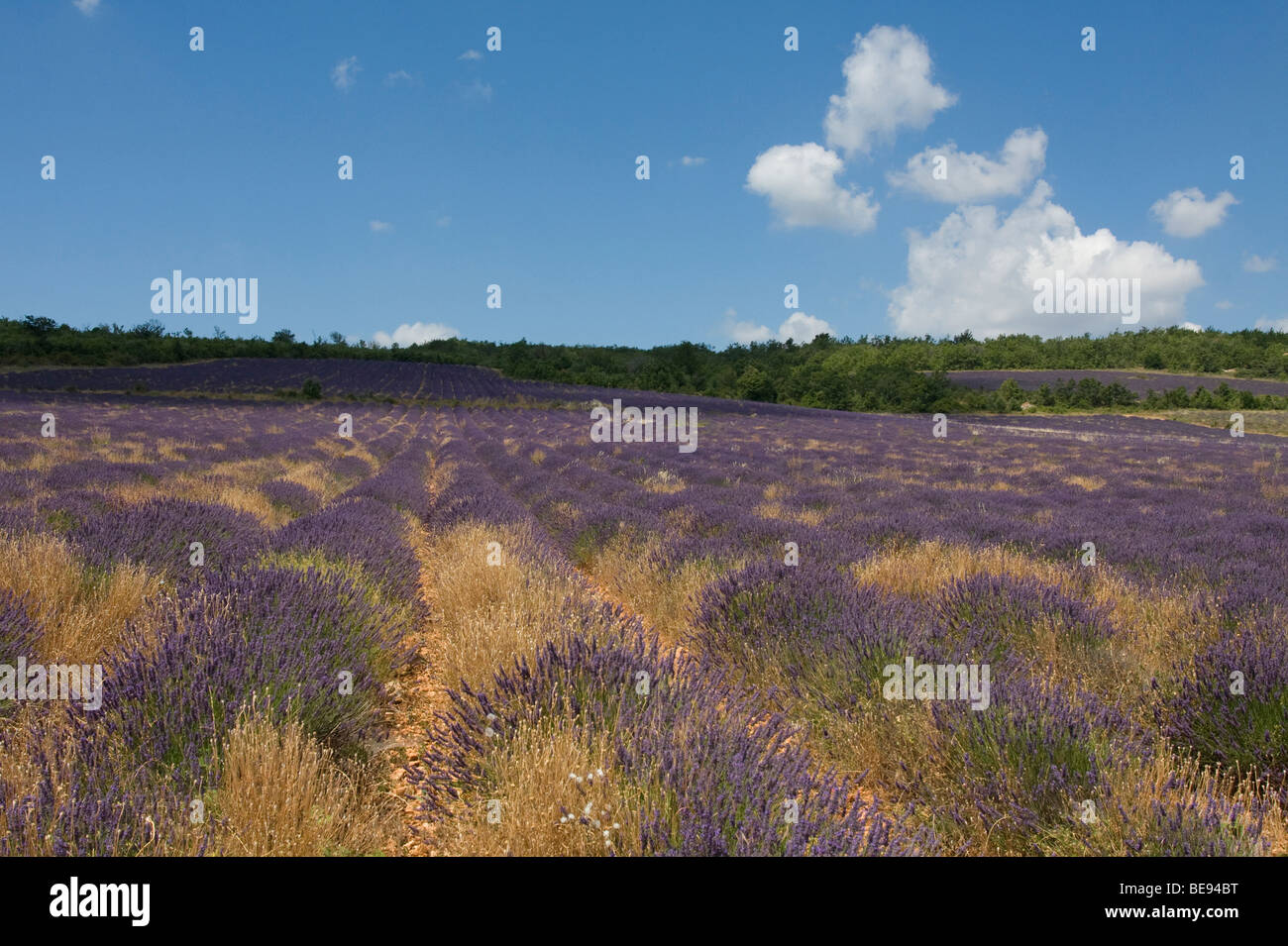 Lavendelveld; Lavender field Stock Photo - Alamy