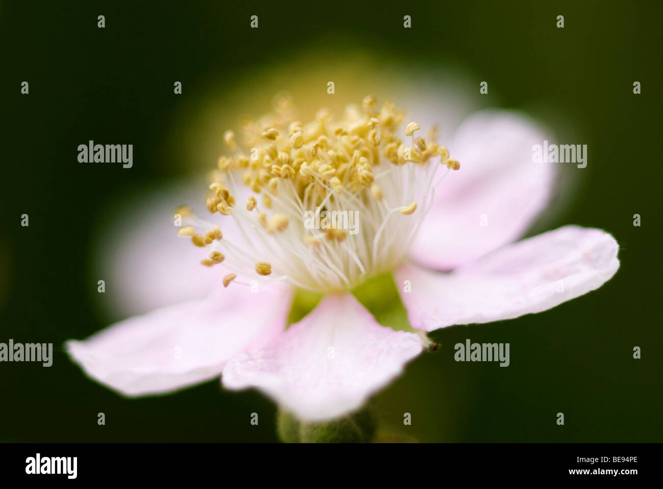 Bloem hi-res stock photography and images - Alamy