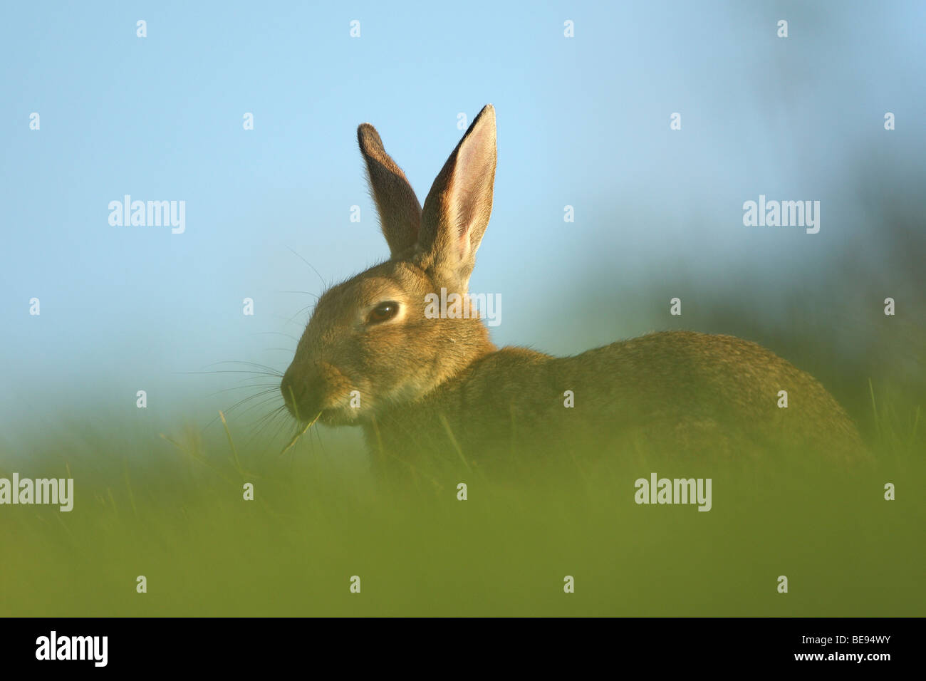 Konijn hi-res stock photography and images - Alamy