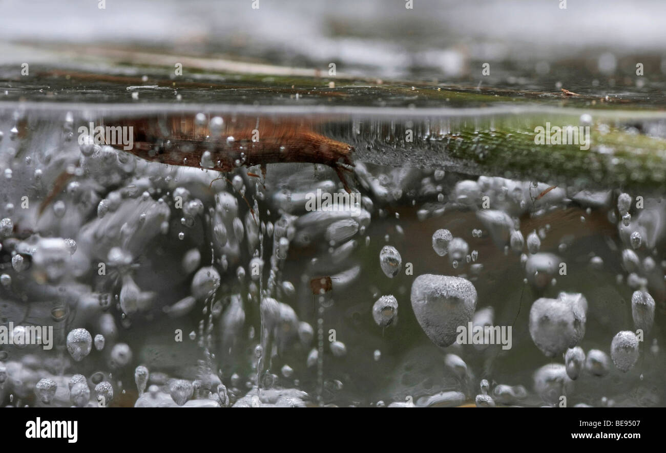 Bubbles into ice, side view Stock Photo - Alamy