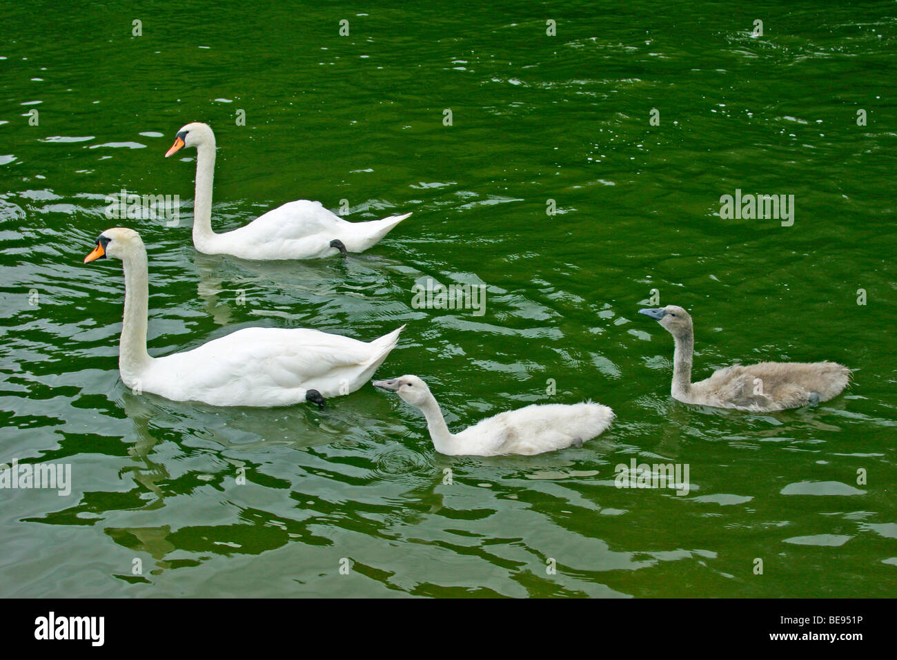 Swan lake siegfried hi-res stock photography and images - Alamy