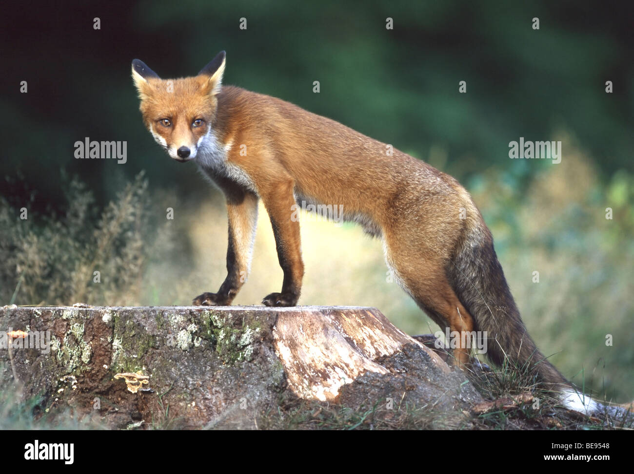 Vos (Vulpes vulpes) Red fox (Vulpes vulpes Stock Photo - Alamy