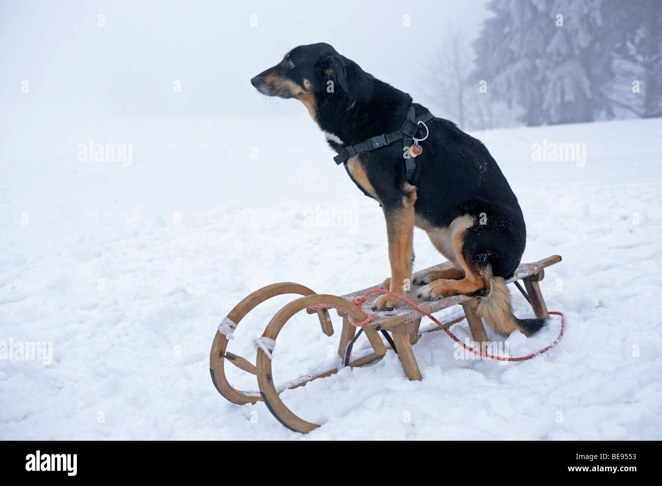 dog sitting on a sledge in the snow Stock Photo - Alamy