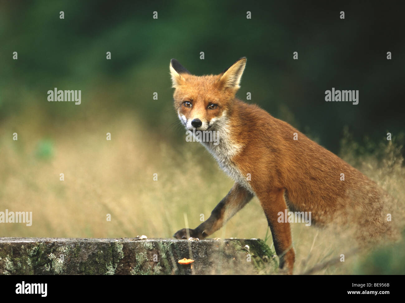 Vos (Vulpes vulpes) Red fox (Vulpes vulpes Stock Photo - Alamy