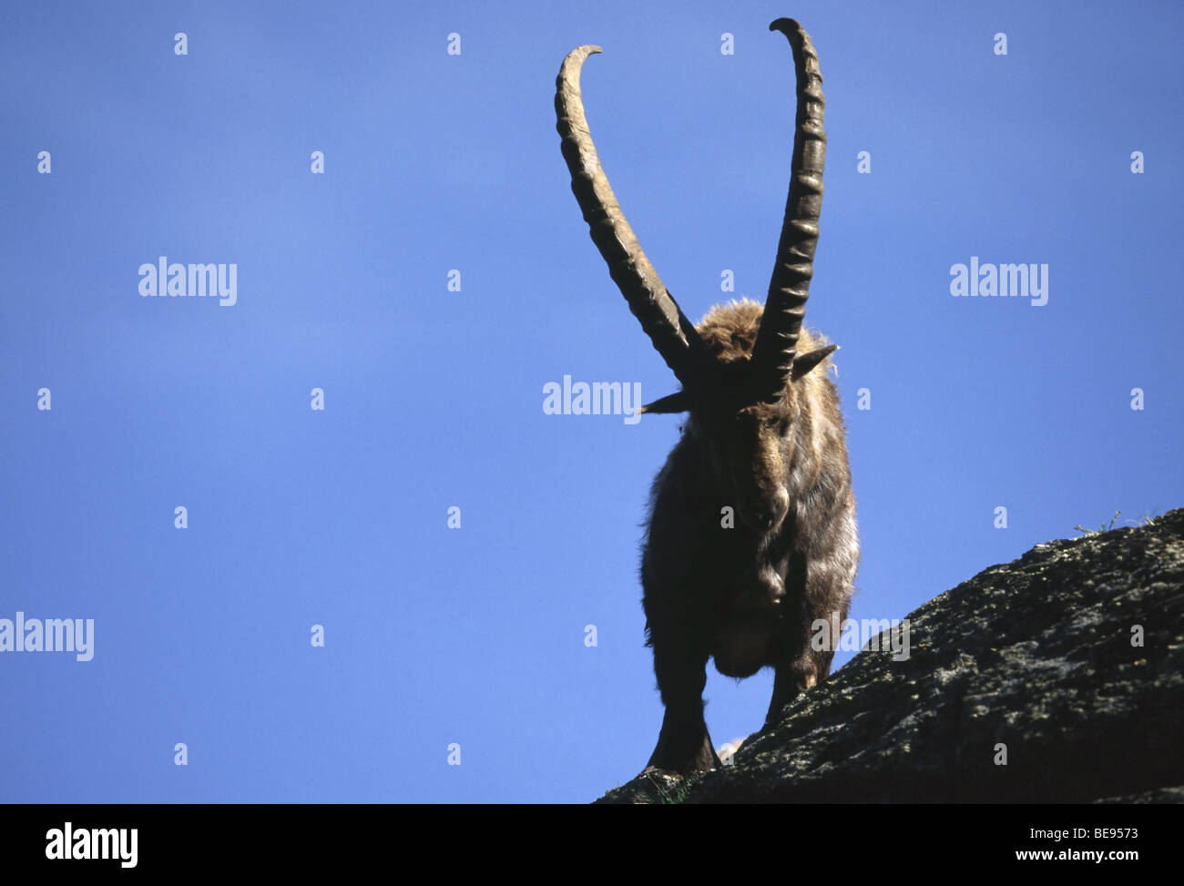 Steenbok europa hi-res stock photography and images - Alamy