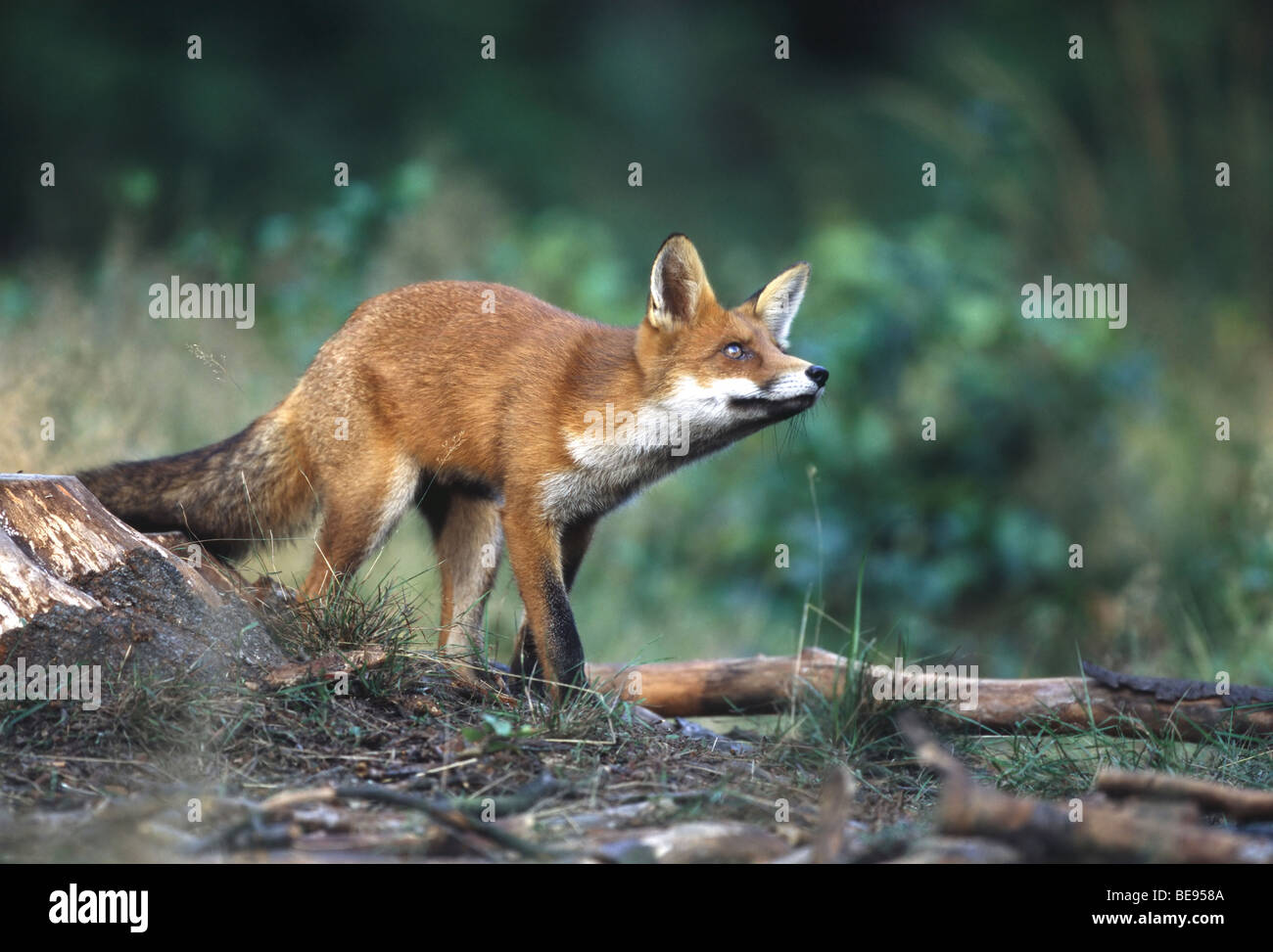 Vos (Vulpes vulpes) Red fox (Vulpes vulpes Stock Photo - Alamy