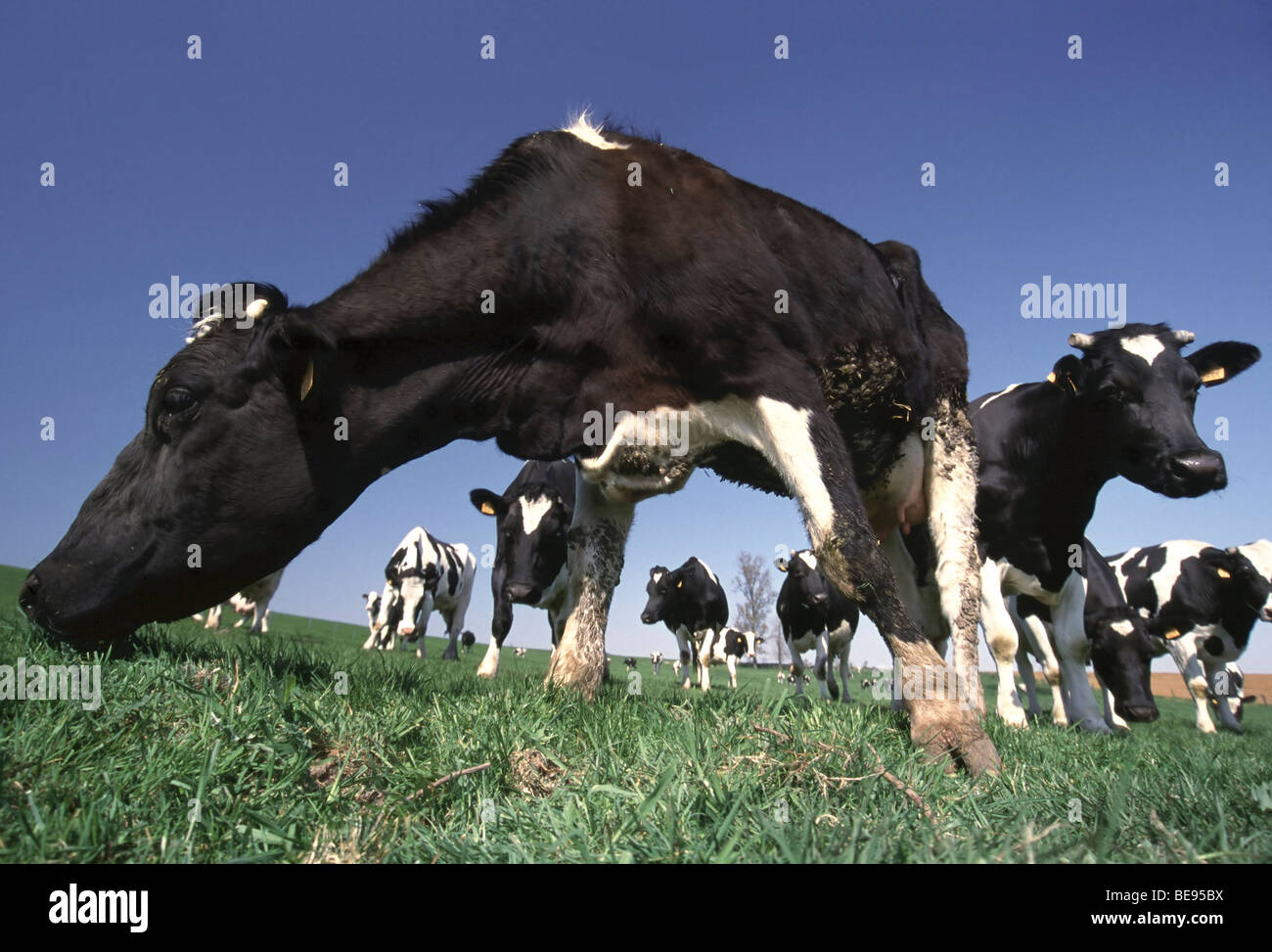 Domestic cattle bos taurus herd hi-res stock photography and images - Alamy