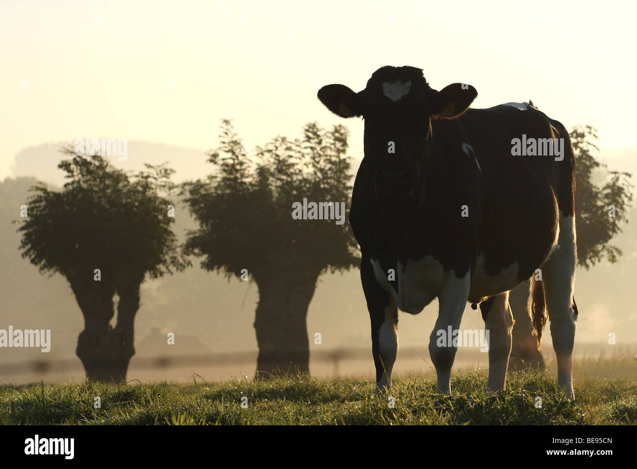 Pollard ash hi-res stock photography and images - Alamy