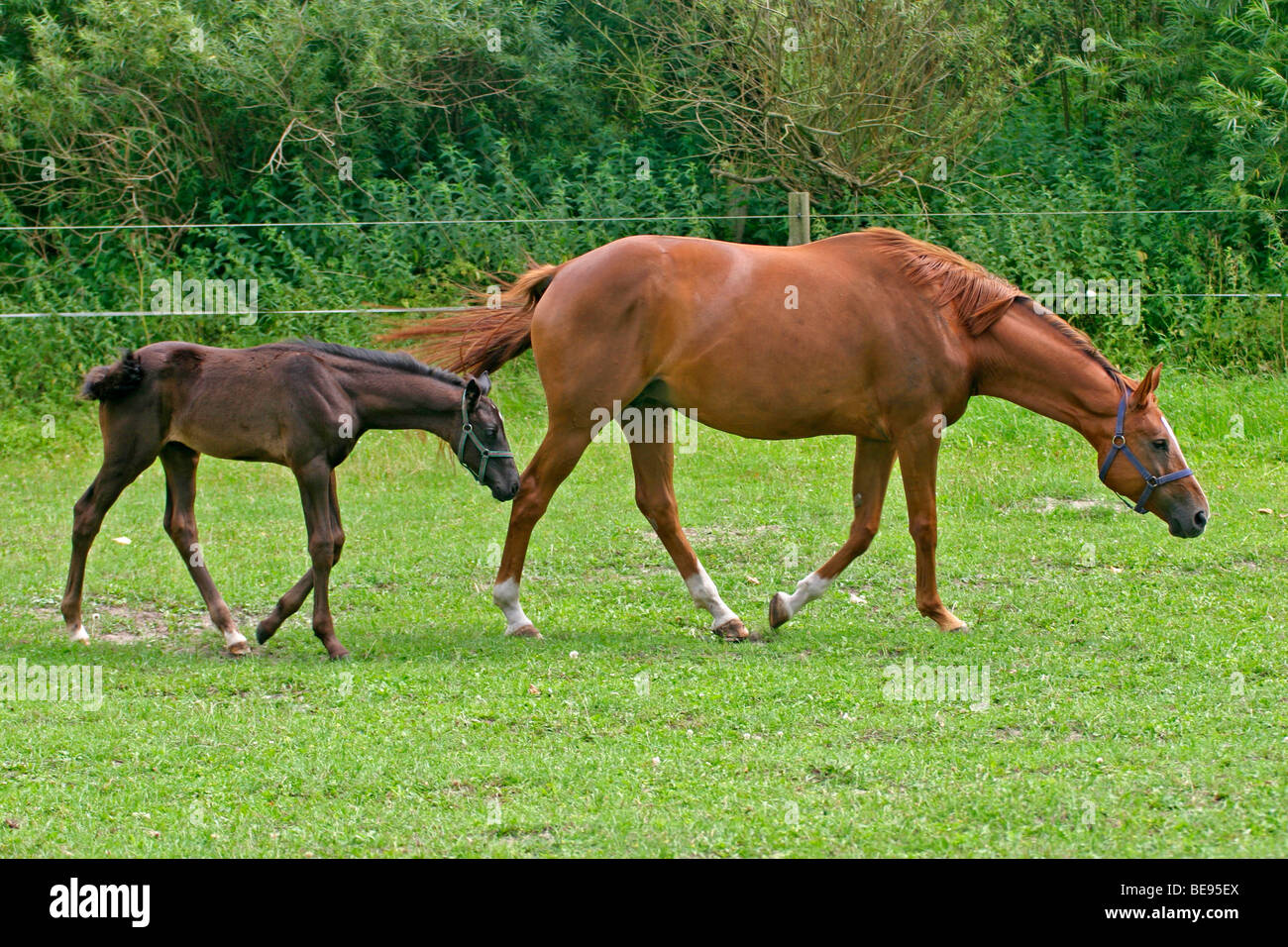 mare and foal together on a meadow Stock Photo - Alamy