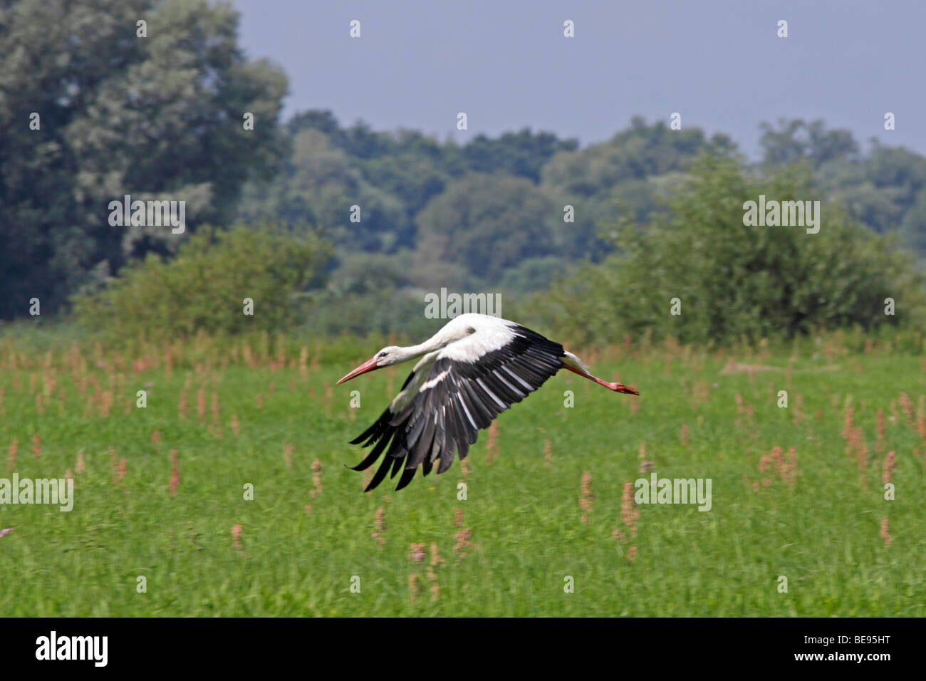 Flying stork near river hi-res stock photography and images - Alamy