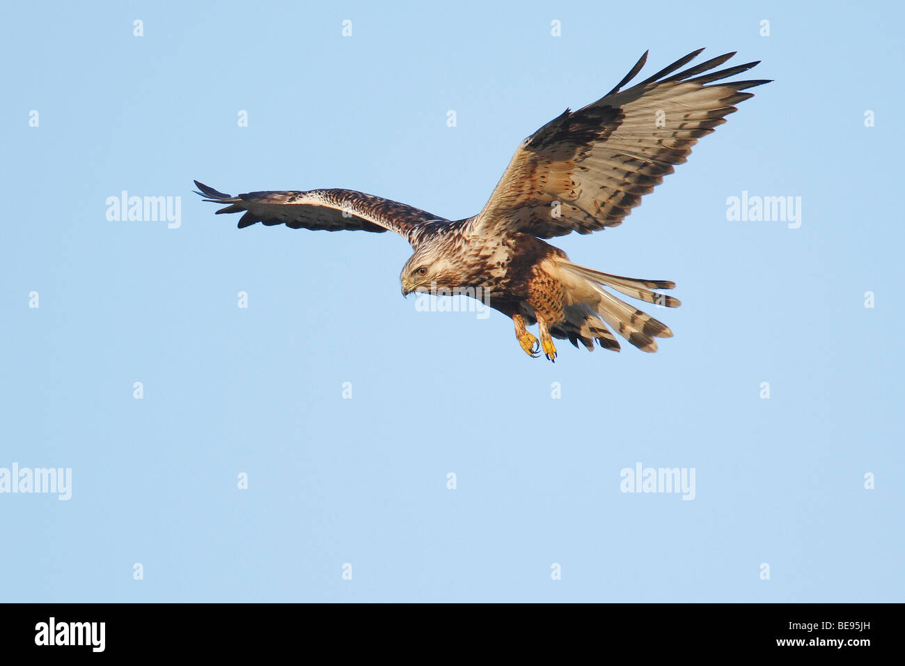 Bidden hi-res stock photography and images - Alamy