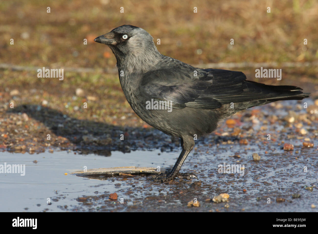 kauw; corvus monedula; jackdaw Stock Photo - Alamy