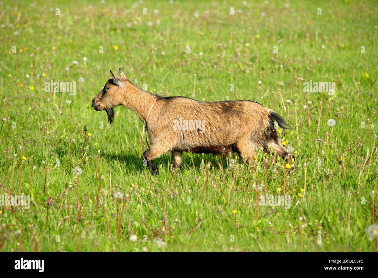 Goat in a meadow hi-res stock photography and images - Alamy