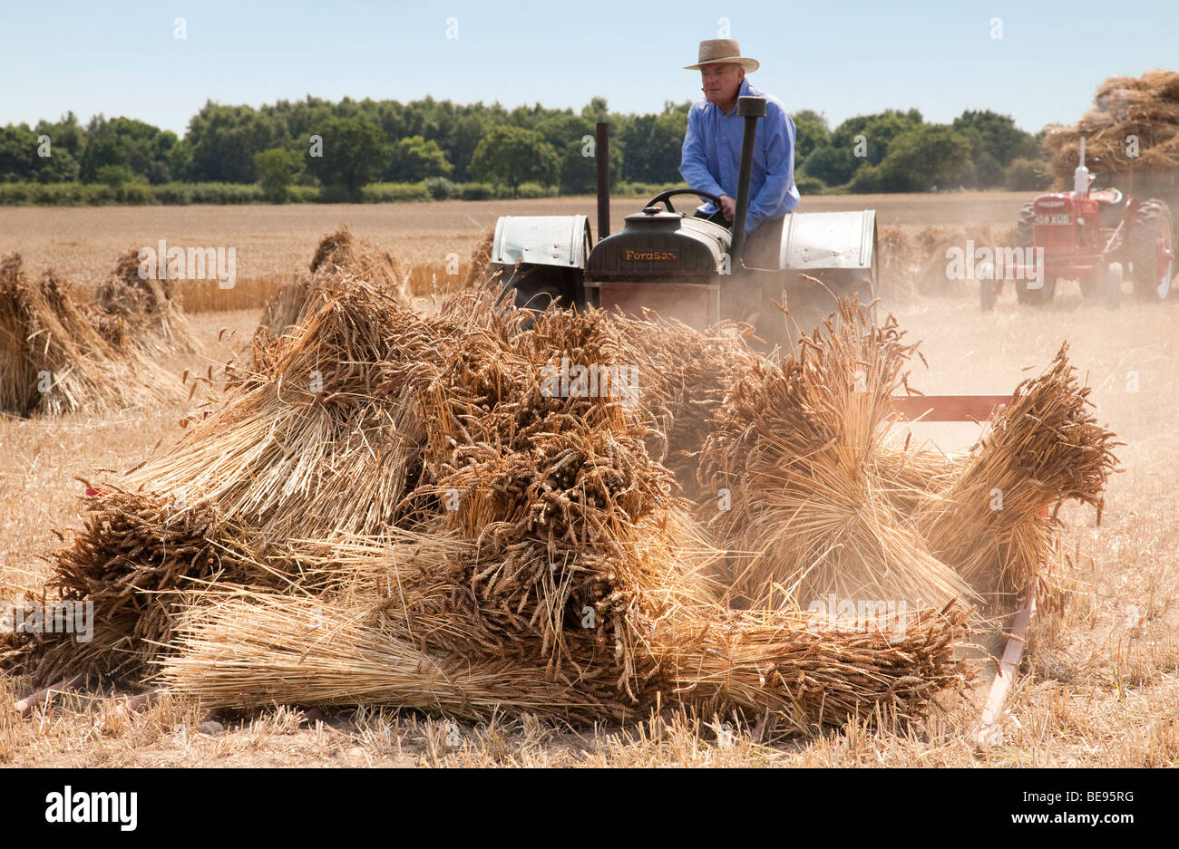 A vintage tractor with a sweep attachment collecting sheaves of corn in ...
